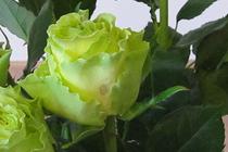 ROSES - Wholesale Ecuadorian Roses