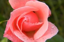 ROSES - Wholesale Ecuadorian Roses